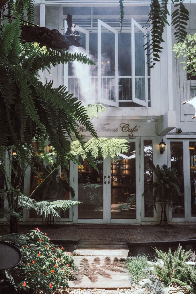 รีวิว "Fern Forest Cafe" พาไปนั่งชิลล์ จิบชาในสวนเฟิร์น | PaaPaii.com